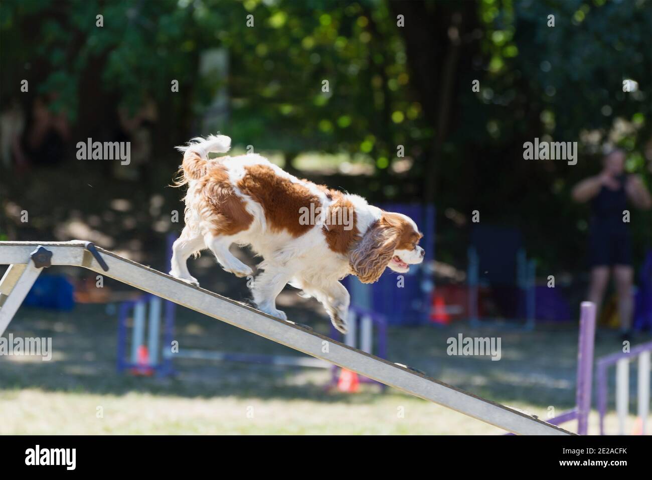 Cavalier King Charles spaniel doing agility exercises on a beam Stock ...