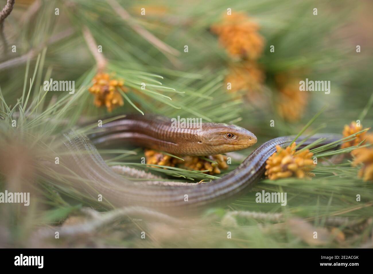 Legless lizards hi-res stock photography and images - Alamy