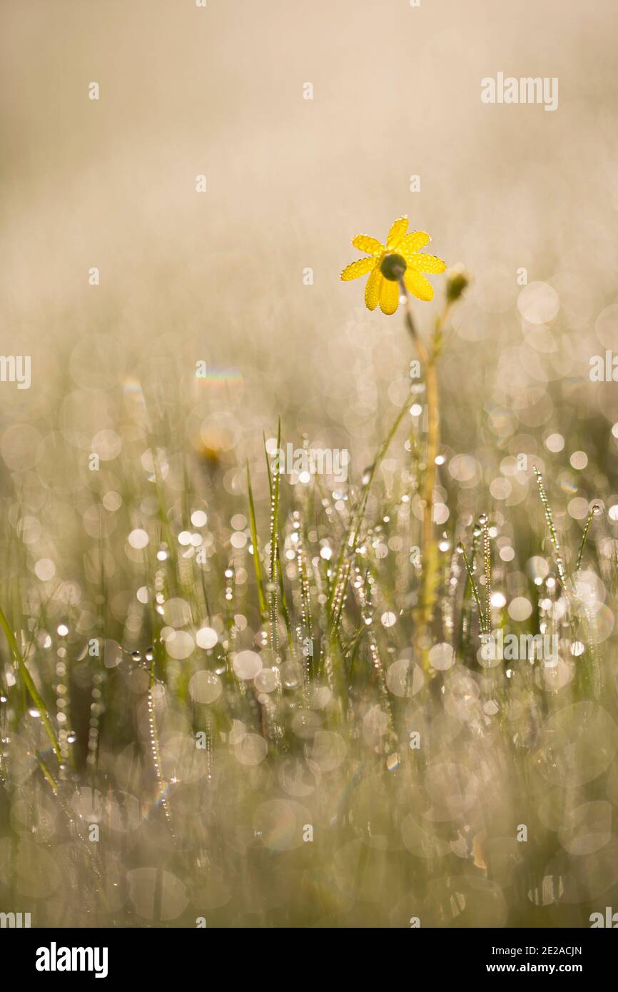 Groundsel weed hi-res stock photography and images - Alamy