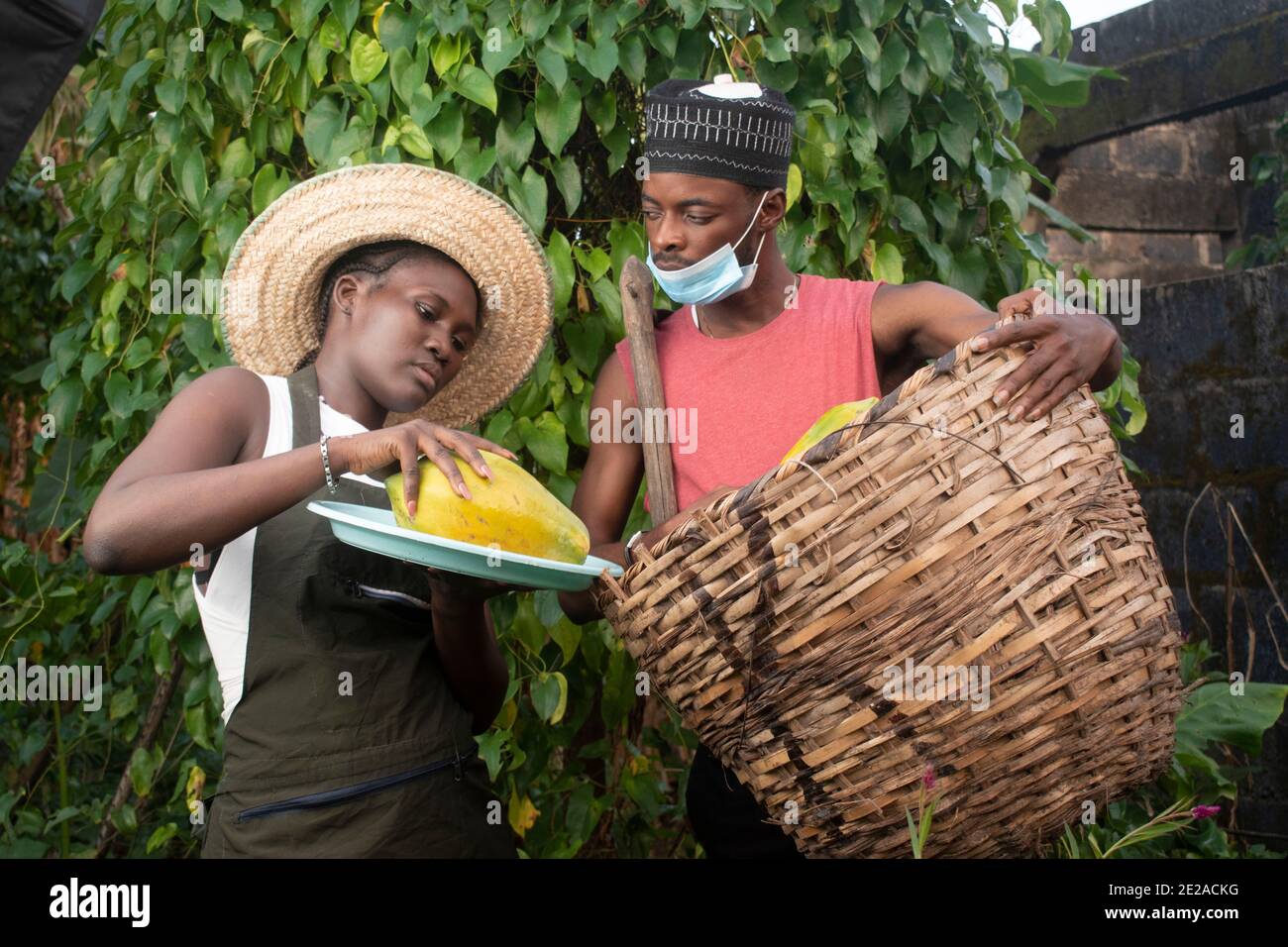 two local african farmers harvesting in their farm Stock Photo - Alamy