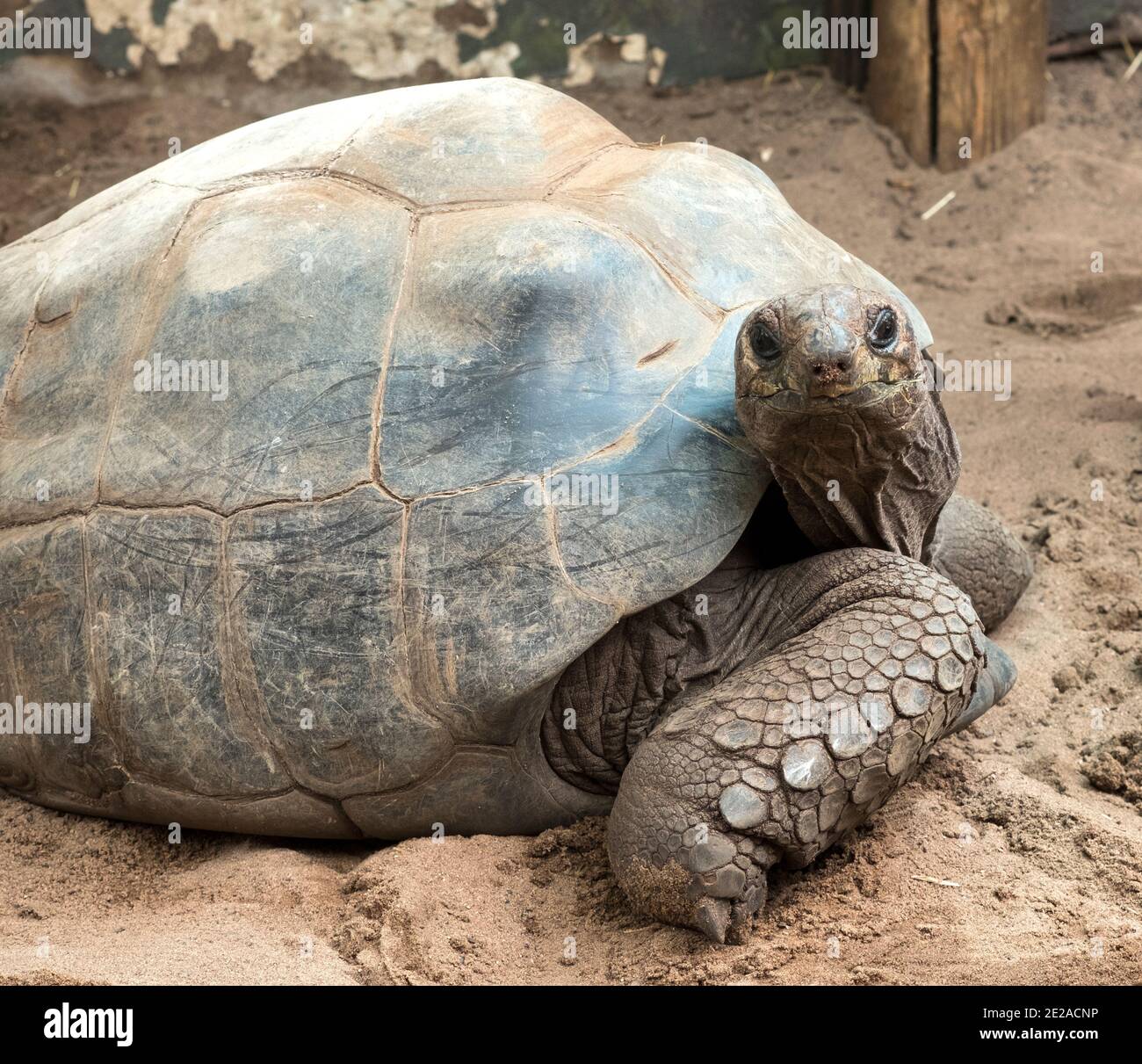 Big old tortoise in a zoo Stock Photo - Alamy