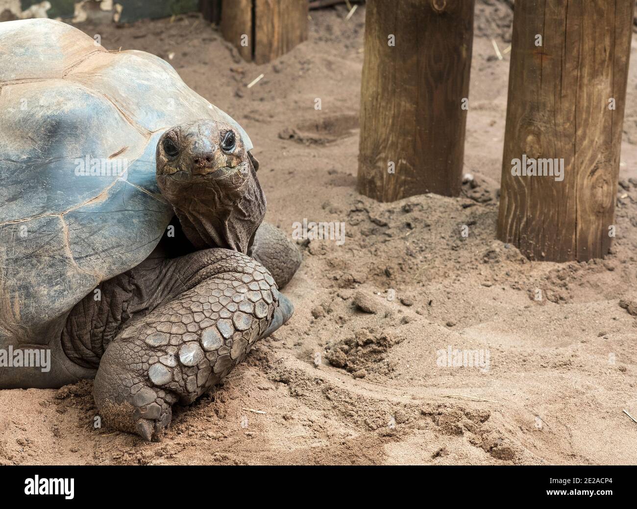 Mature tortoise hi-res stock photography and images - Alamy