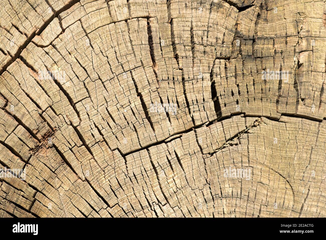 Old dry log shrinking and cracking Stock Photo - Alamy