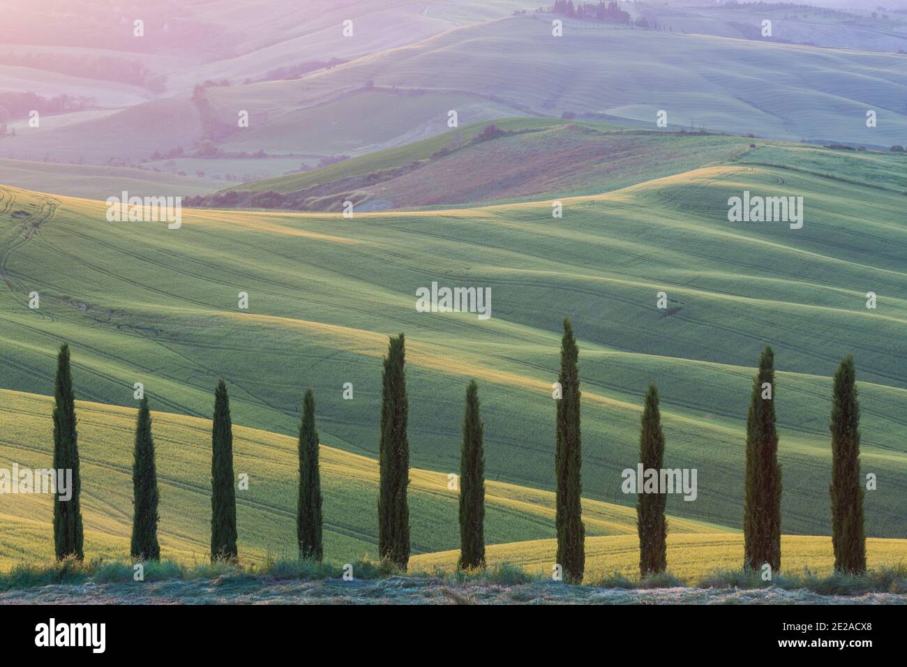 Cypress trees cypresses and rolling hills at Asciano, Siena, Tuscany ...