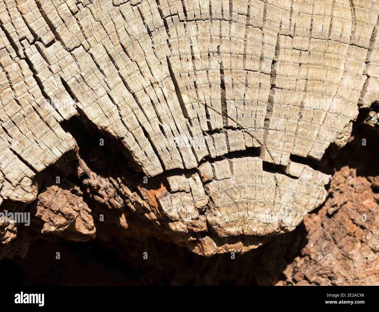 Old dry log shrinking and cracking Stock Photo - Alamy