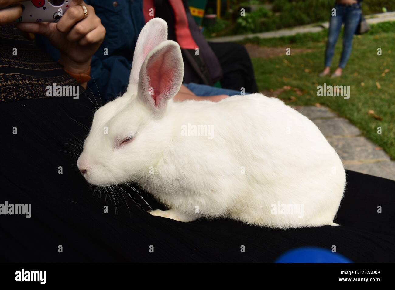 Portrait of an adorable white rabbit sitting on someone's legs on the ...