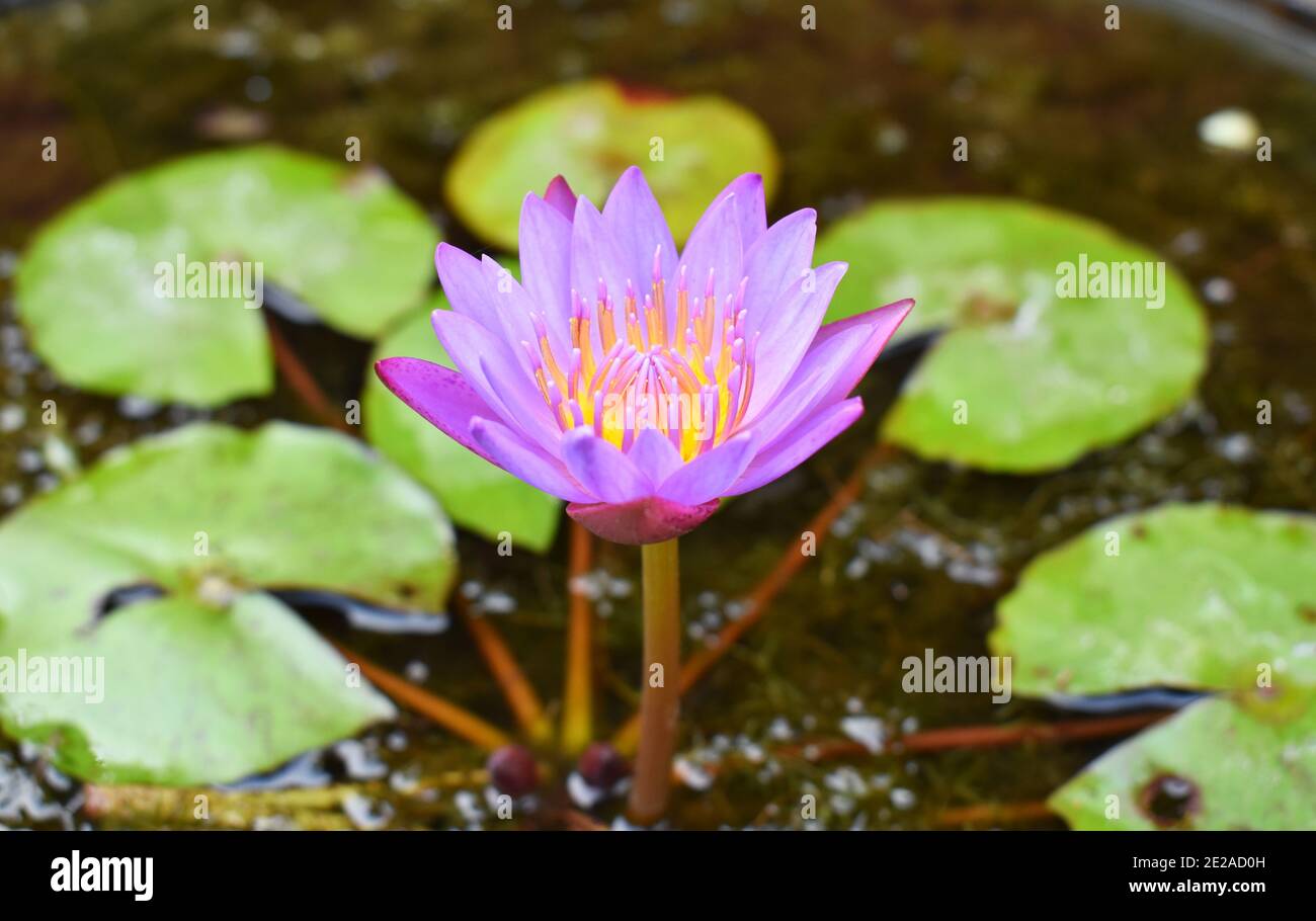 Blue lotus art hi-res stock photography and images - Alamy