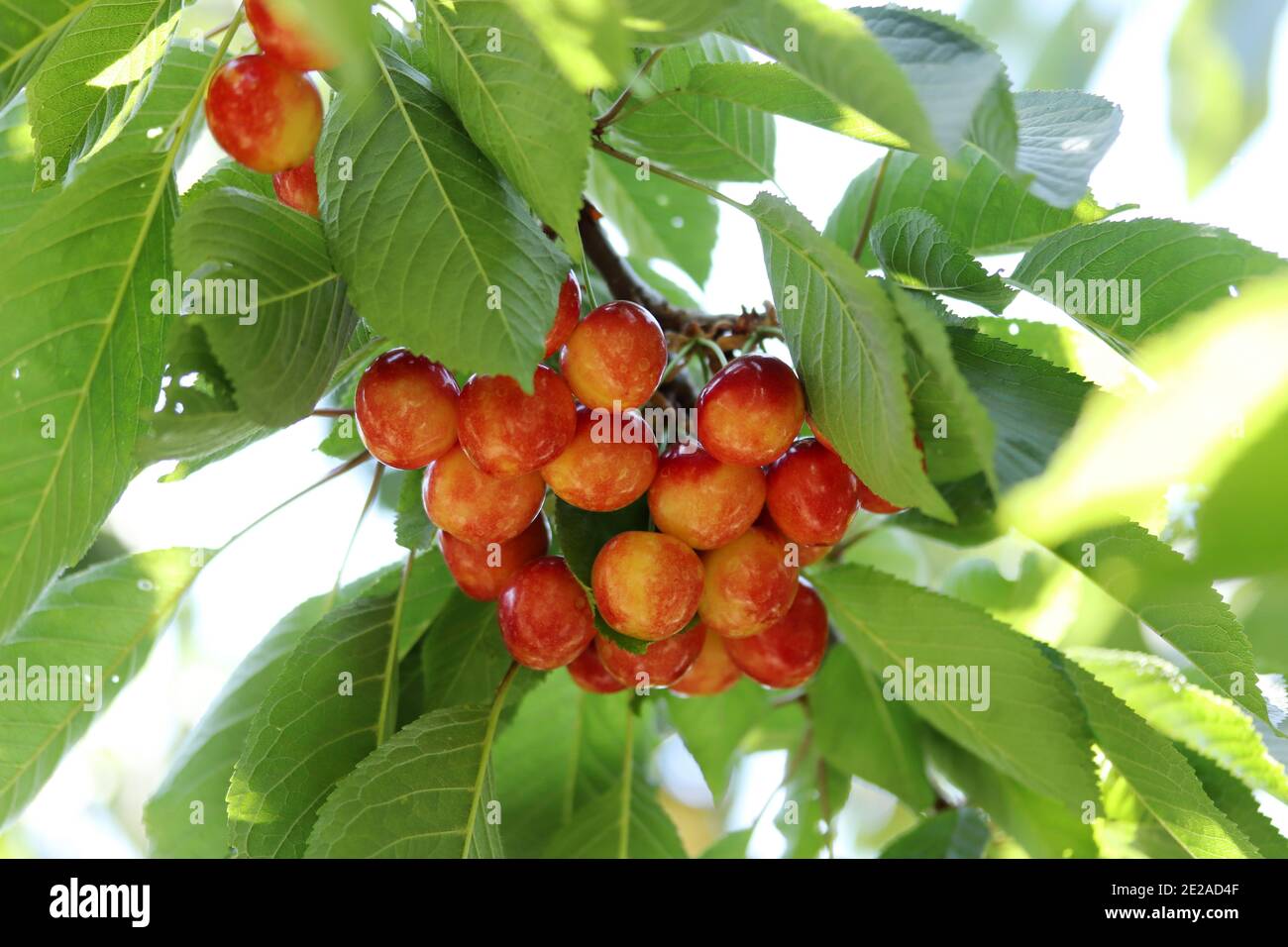Cherry branch. Yellow and red ripe cherries Stock Photo - Alamy