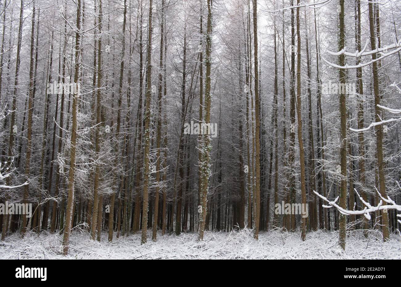 Deciduous European Larch Trees (Larix decidua) Covered in Snow in a ...
