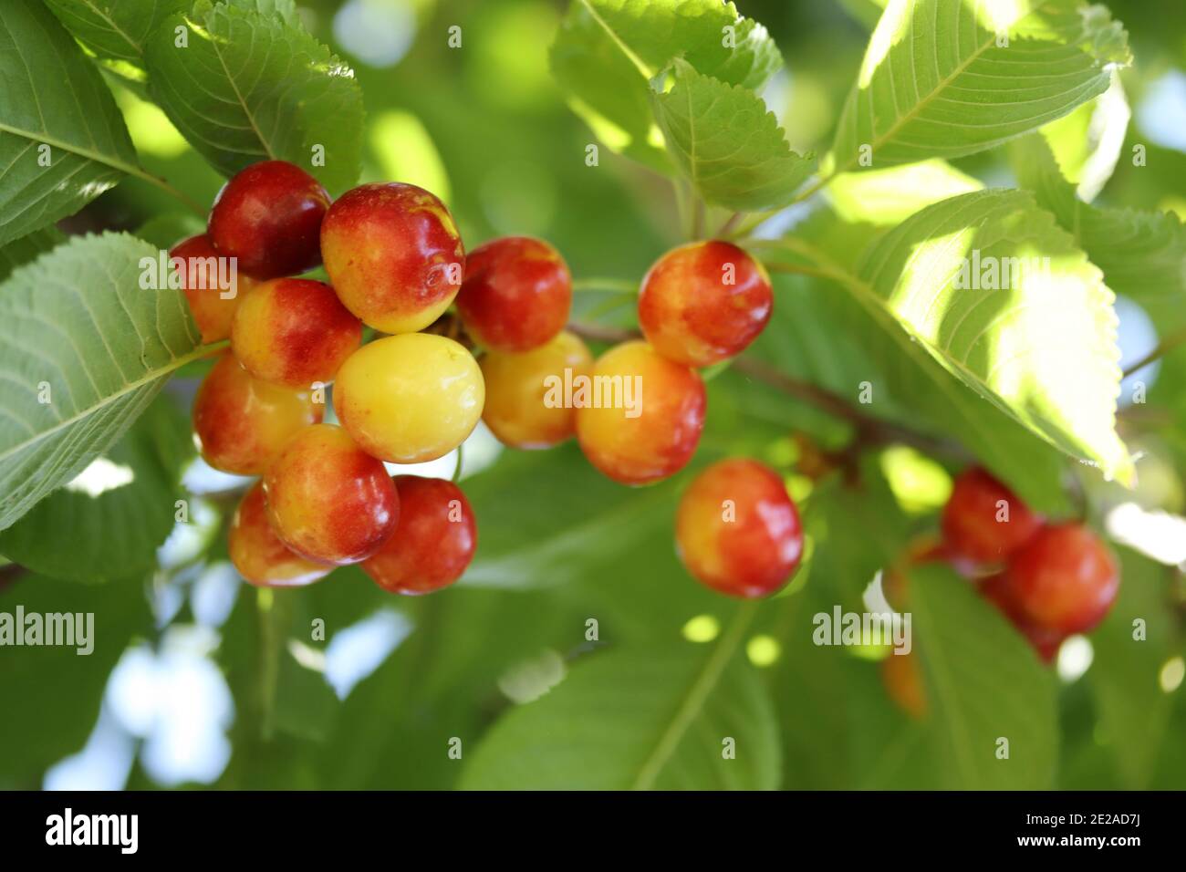 Cherry branch. Yellow and red ripe cherries Stock Photo - Alamy