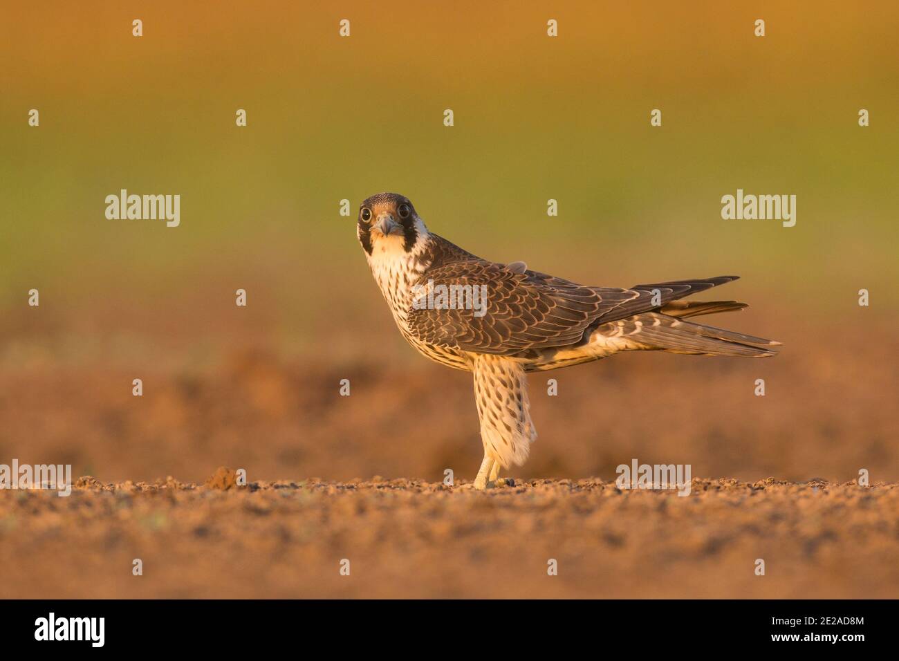 Peregrine falcon. (Falco peregrinus). Juveniles remain dependent on ...