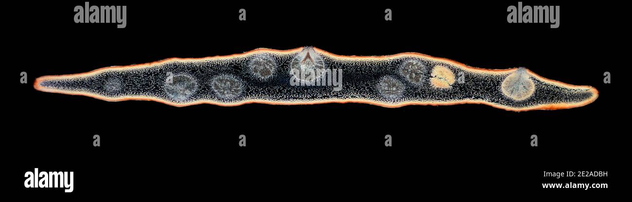 Fucus serratus is a seaweed of the north Atlantic Ocean, known as ...