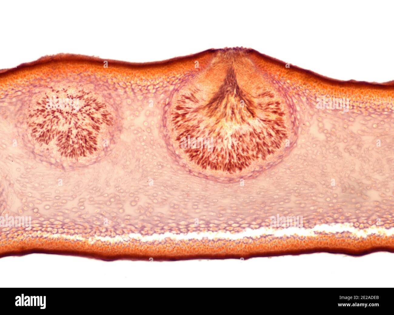 Fucus serratus is a seaweed of the north Atlantic Ocean, known as ...