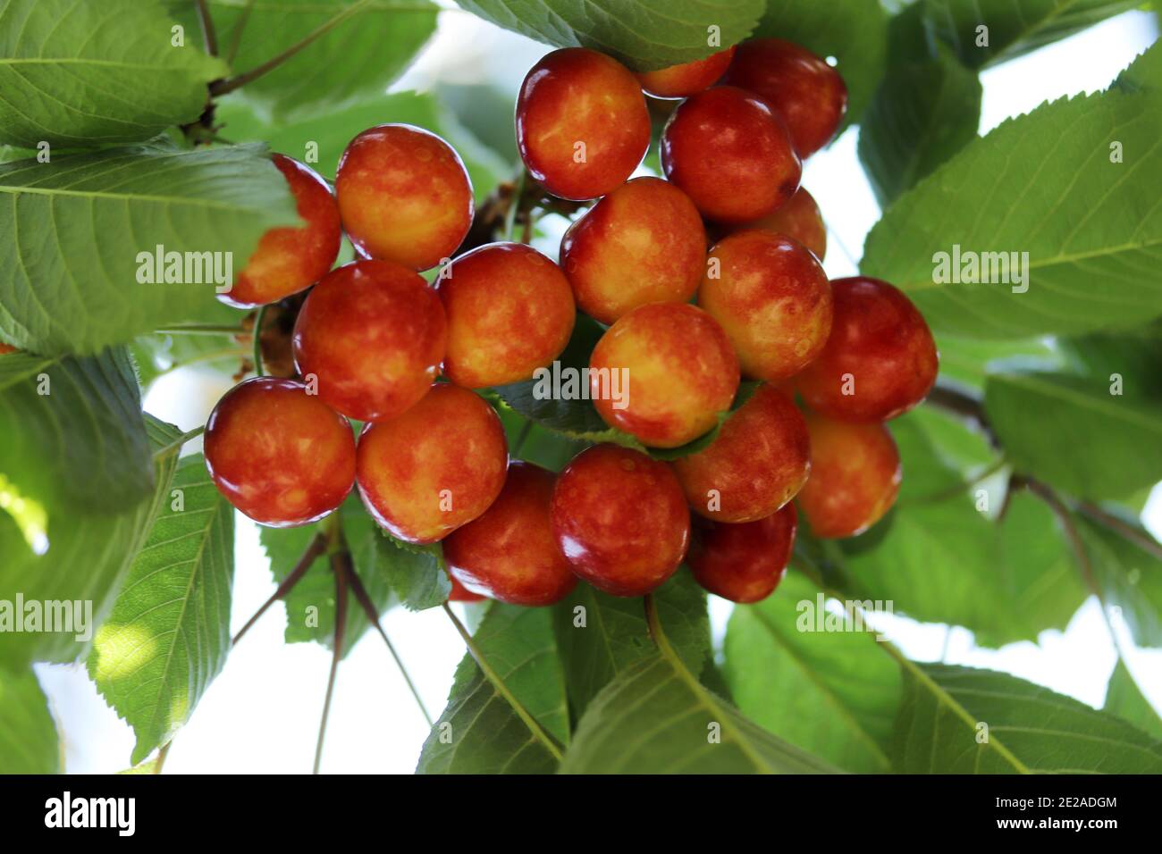 Cherry branch. Yellow and red ripe cherries Stock Photo - Alamy
