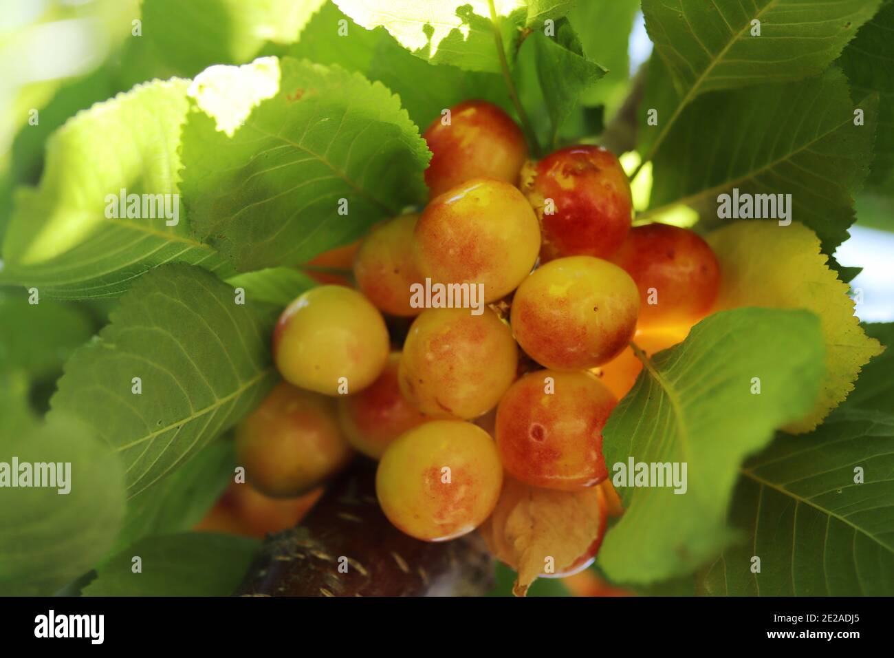 Cherry branch. Yellow and red ripe cherries Stock Photo - Alamy