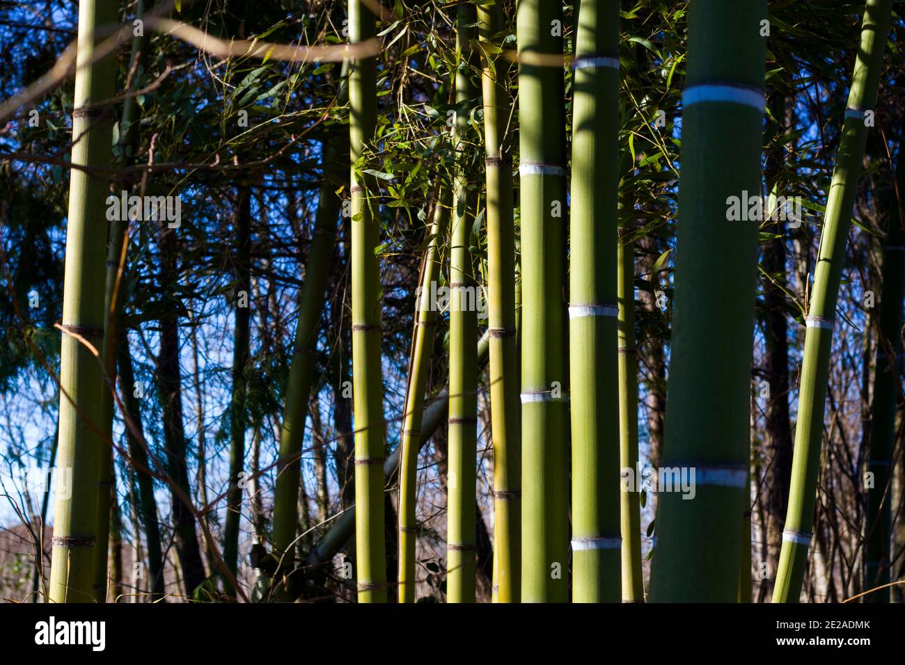 Wallpaper and background of nature, bamboo trees forest Stock Photo - Alamy