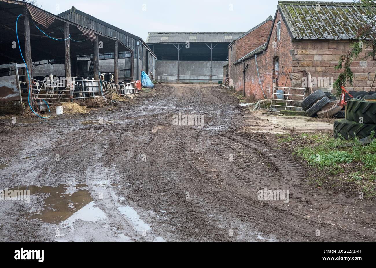 Cow shed and buildings on a farm Stock Photo - Alamy