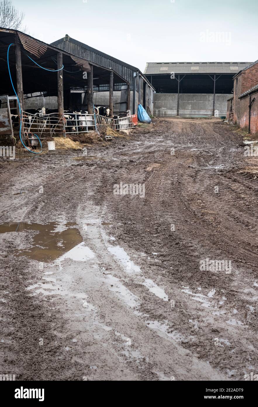 Cow shed and buildings on a farm Stock Photo - Alamy