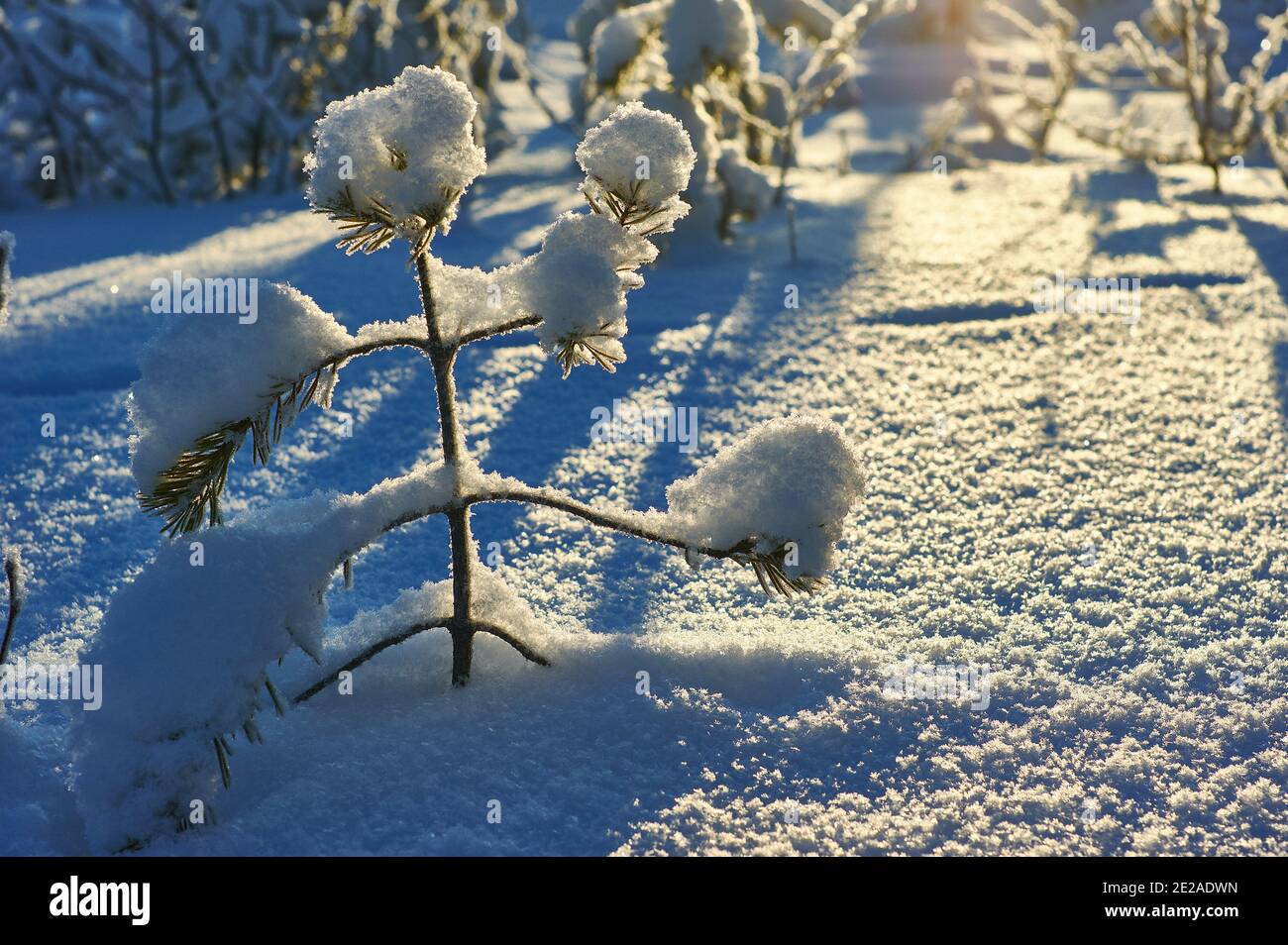 Beautiful Christmas Winter snowy landscape Stock Photo - Alamy