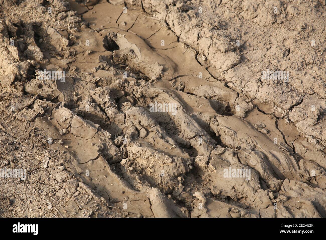 Rain puddle soil hi-res stock photography and images - Alamy