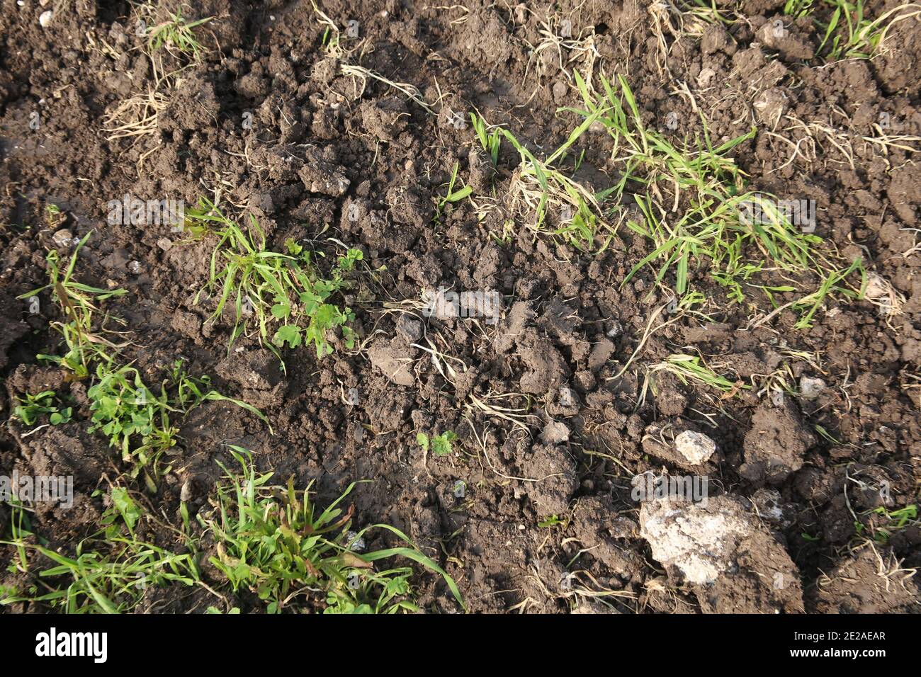 Plant with a clod of earth hi-res stock photography and images - Alamy