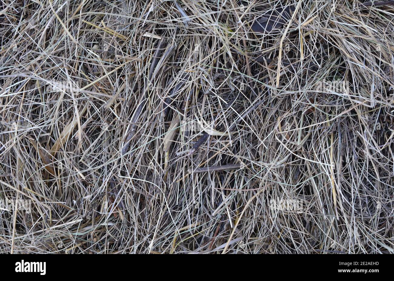 Hay texture. Hay bales are stacked in large stacks. Harvesting in ...