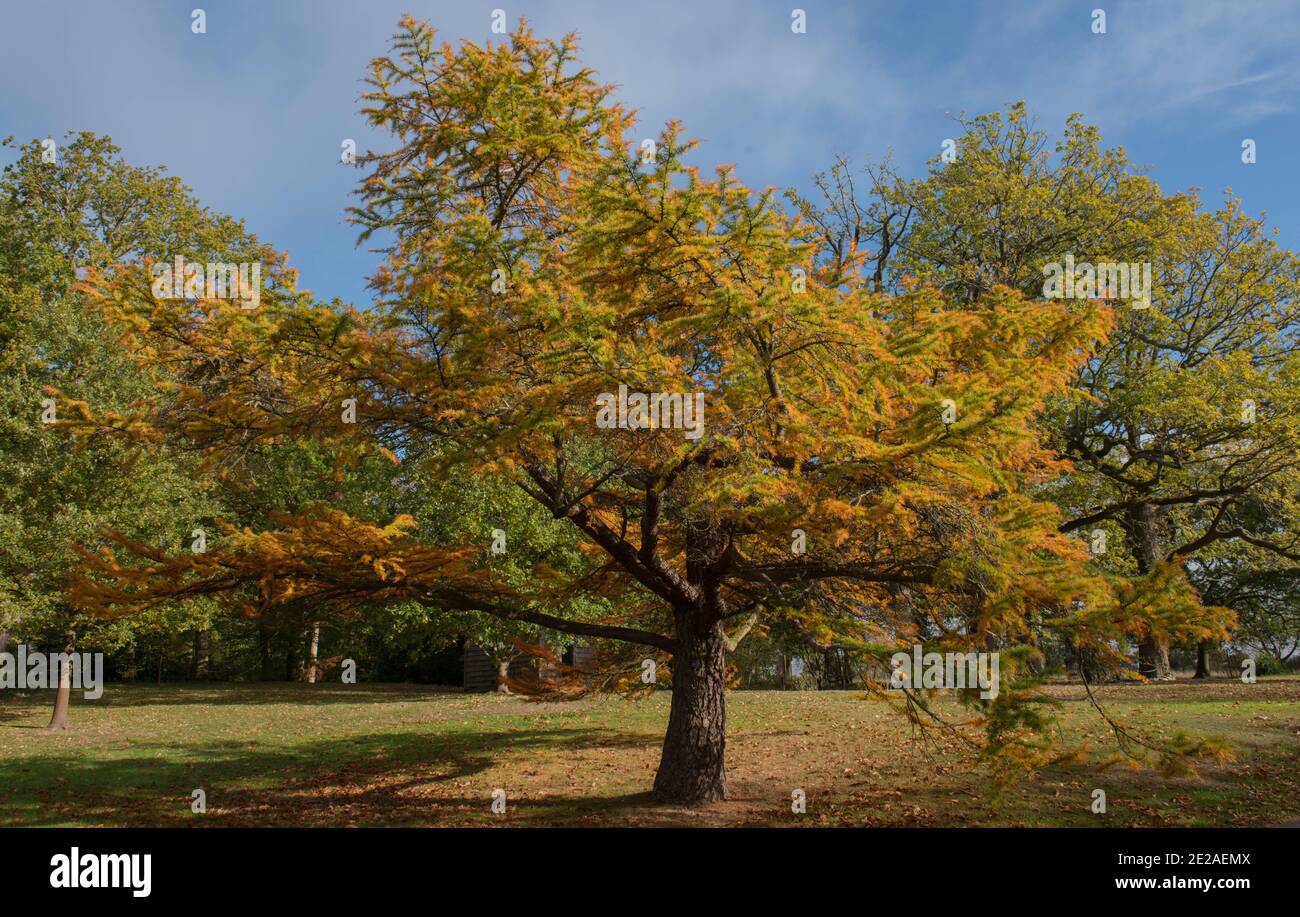 Bright Yellow Autumn Coloured Leaves of a Golden Larch Tree ...