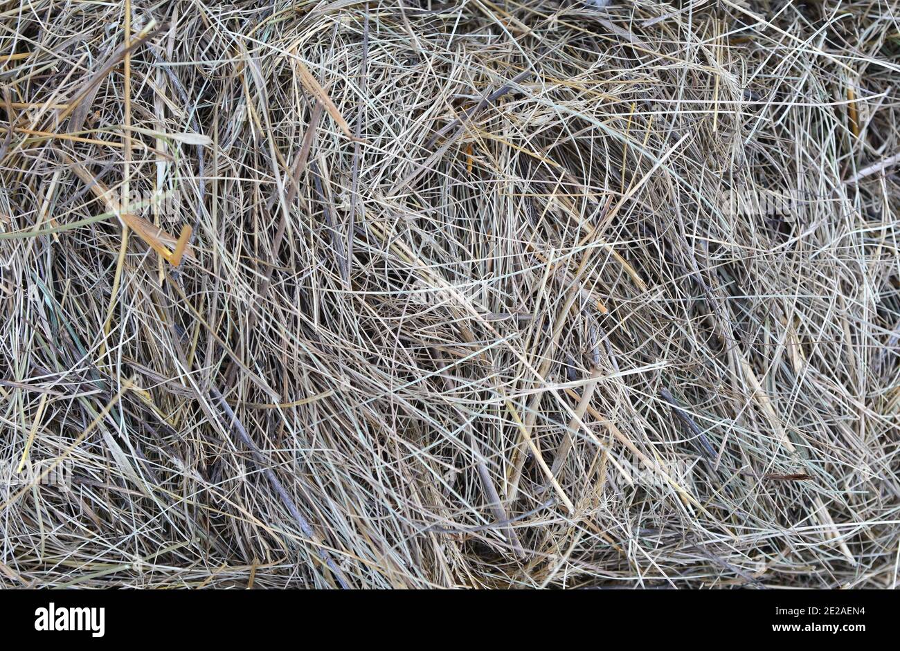 Hay texture. Hay bales are stacked in large stacks. Harvesting in ...