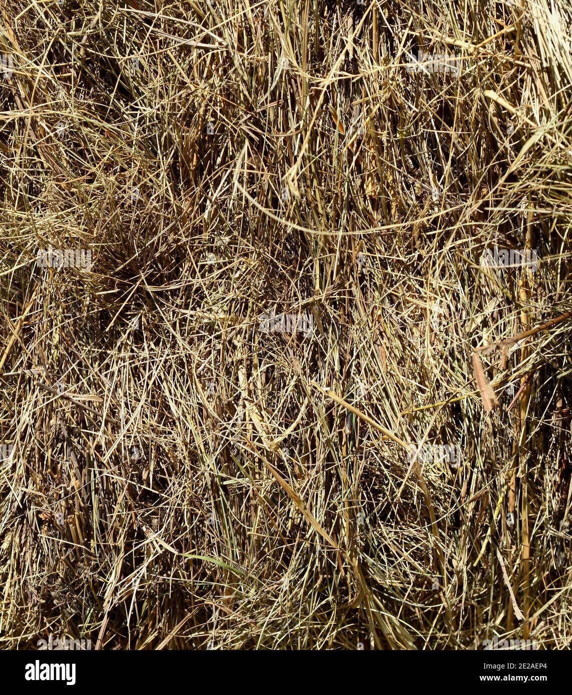 Hay texture. Hay bales are stacked in large stacks. Harvesting in ...