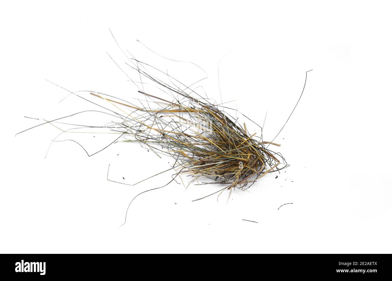 Small pile of hay isolated on white background Stock Photo - Alamy