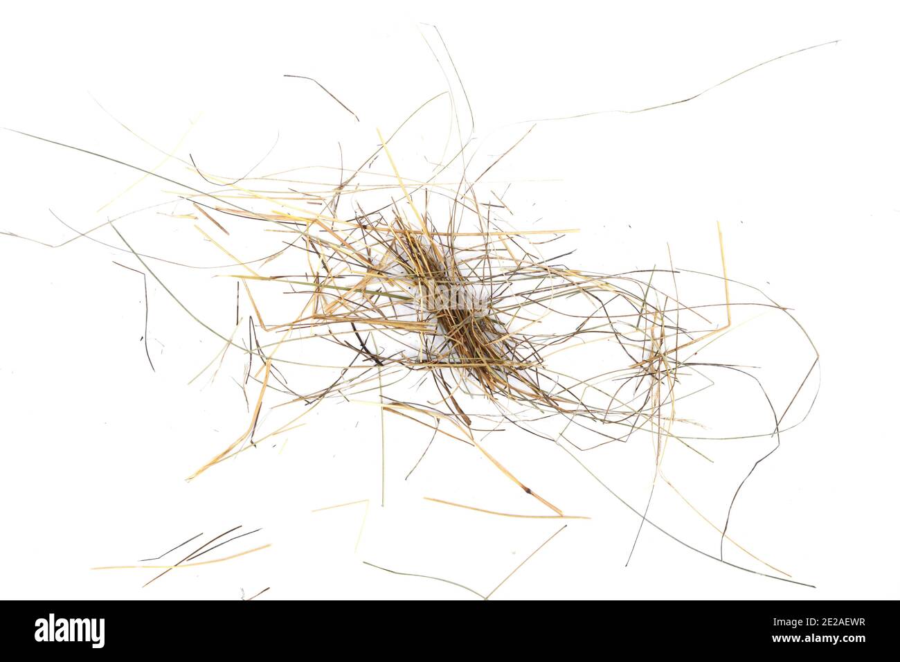 Prairie hay Cut Out Stock Images & Pictures - Alamy