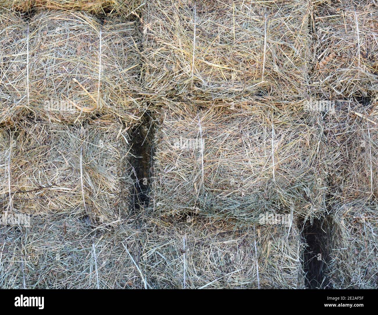 Dry grass background. Freshly cut and baled hay stacked to dry Stock ...