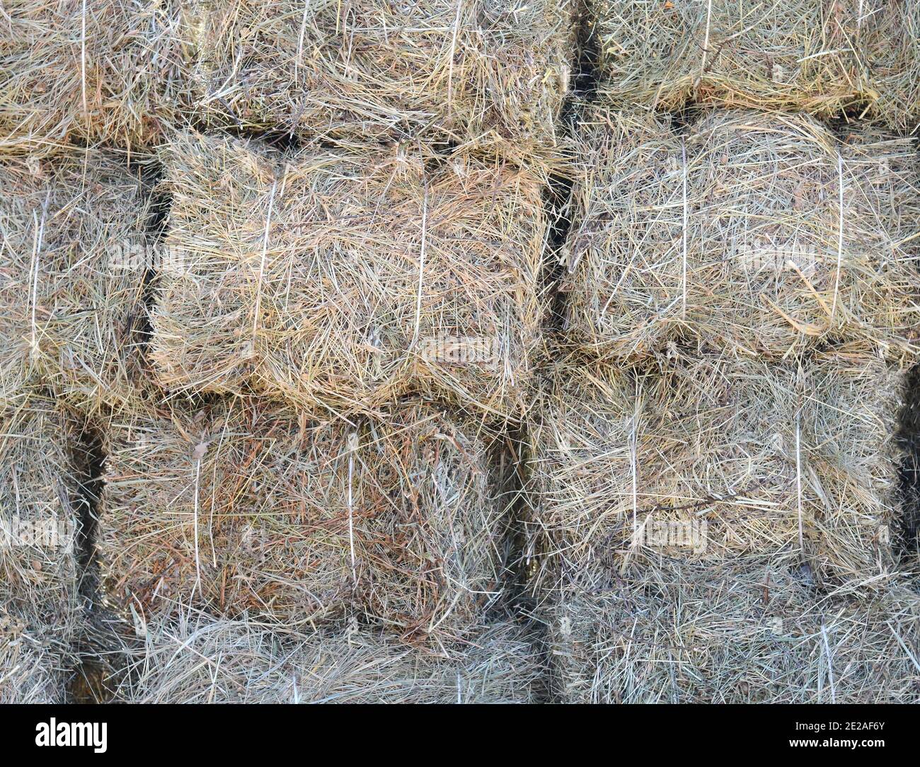 Dry grass background. Freshly cut and baled hay stacked to dry Stock ...