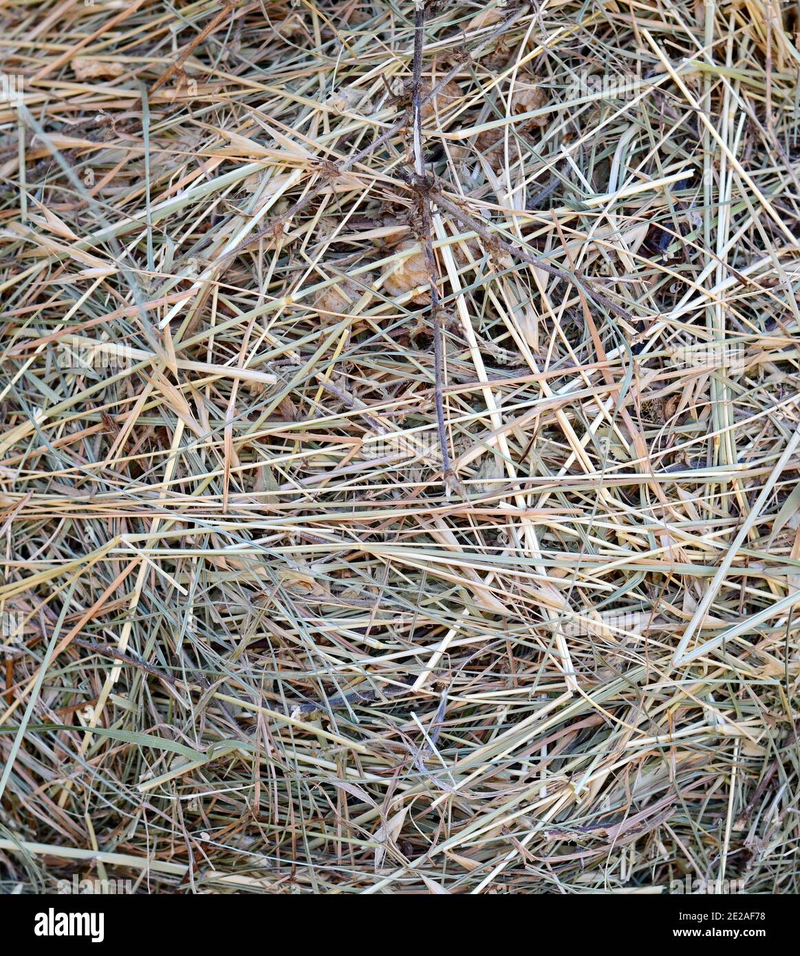 Hay texture. Hay bales are stacked in large stacks. Harvesting in ...