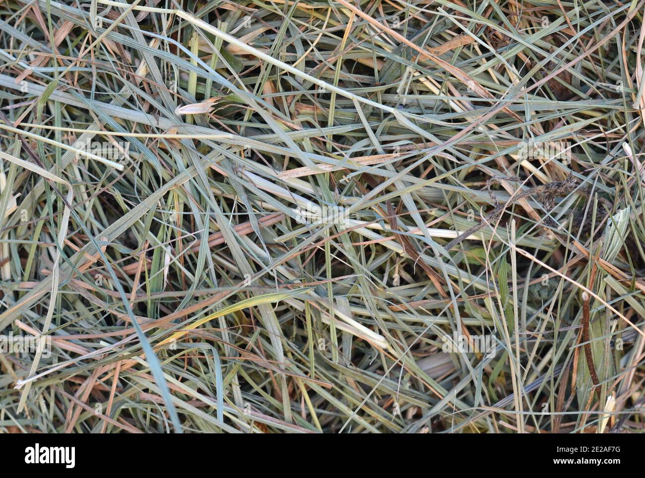Hay texture. Hay bales are stacked in large stacks. Harvesting in ...