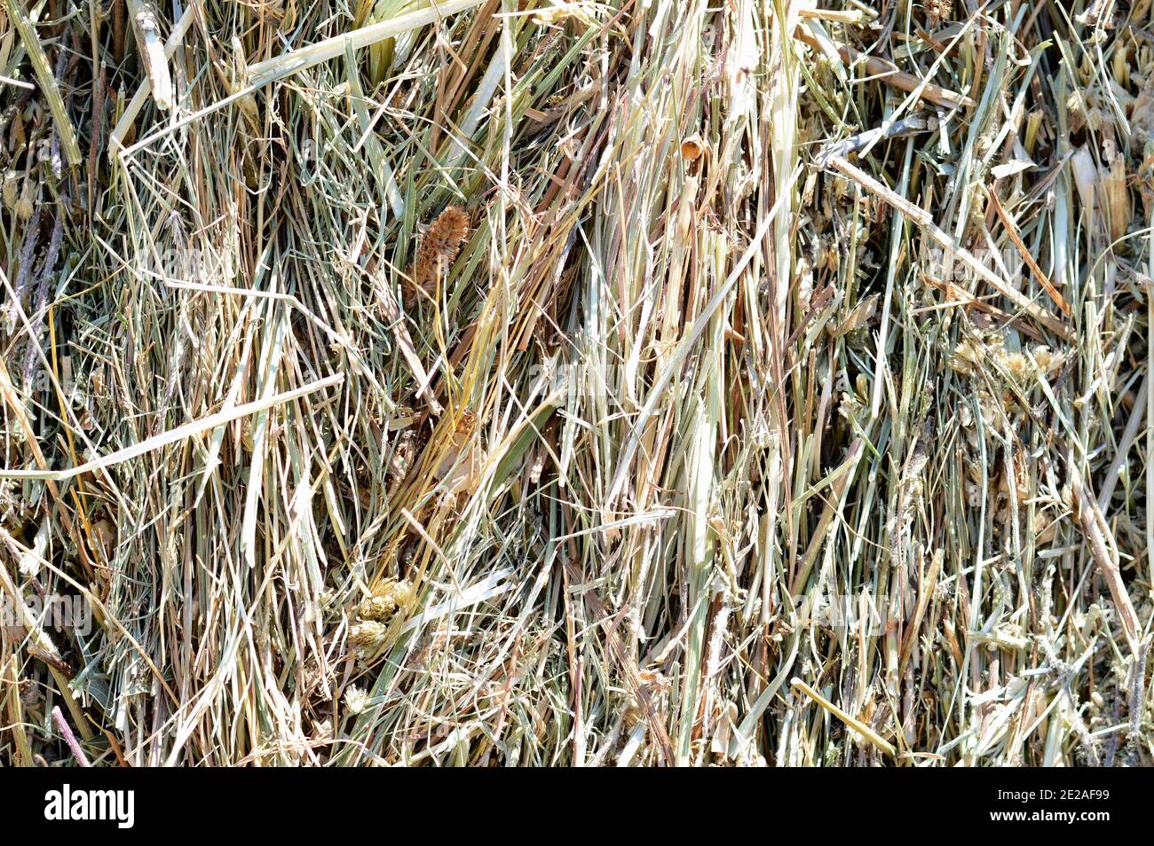 Hay texture. Hay bales are stacked in large stacks. Harvesting in ...