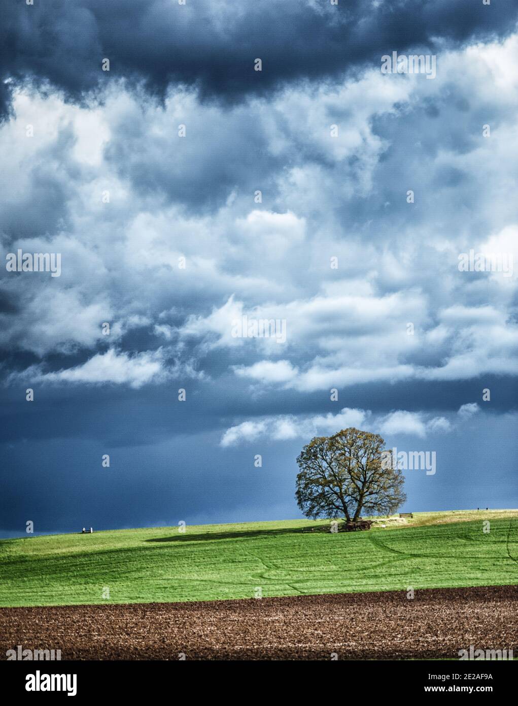Solitary oak tree after a storm at RHS Hyde Hall, South Woodham Ferrers ...