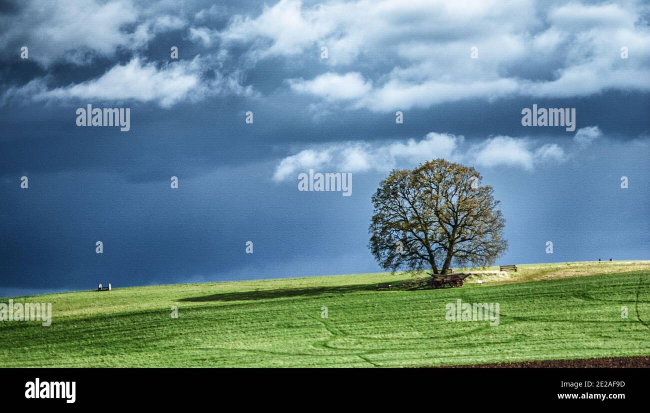 Solitary oak tree after a storm at RHS Hyde Hall, South Woodham Ferrers ...