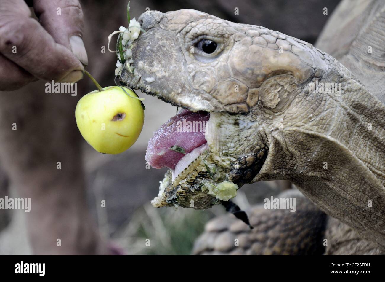 Big spurred tortoise bites into an apple - turtle eating Stock Photo ...
