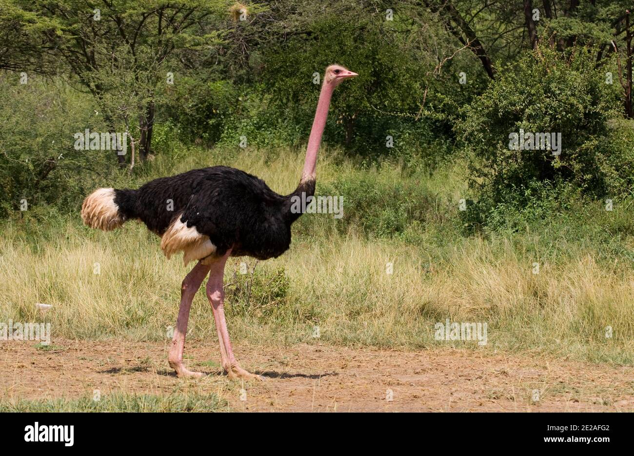 Close up full body view of a single ostrich (Struthio camelus ...