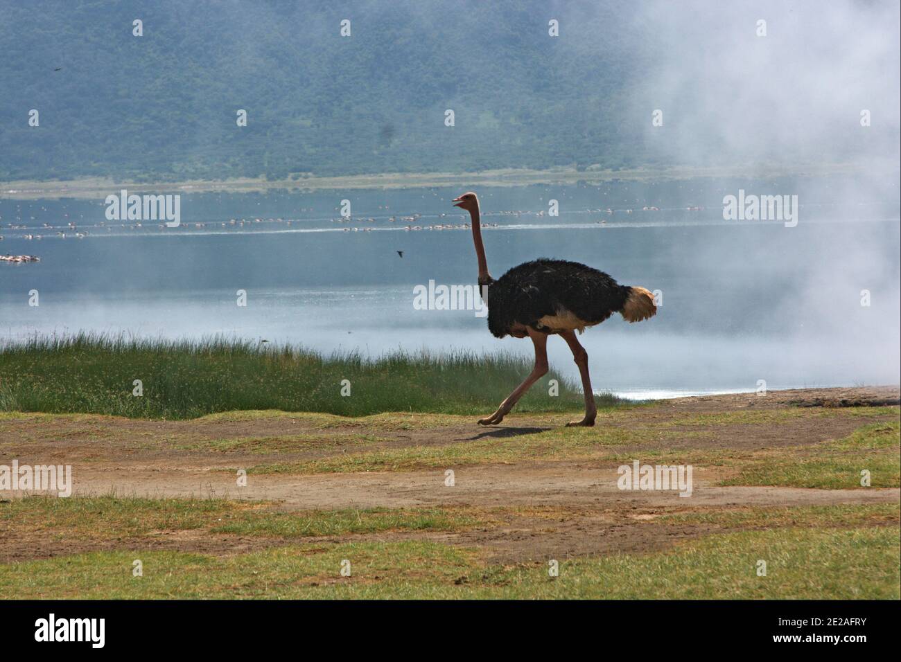 Side view of ostriches hi-res stock photography and images - Alamy