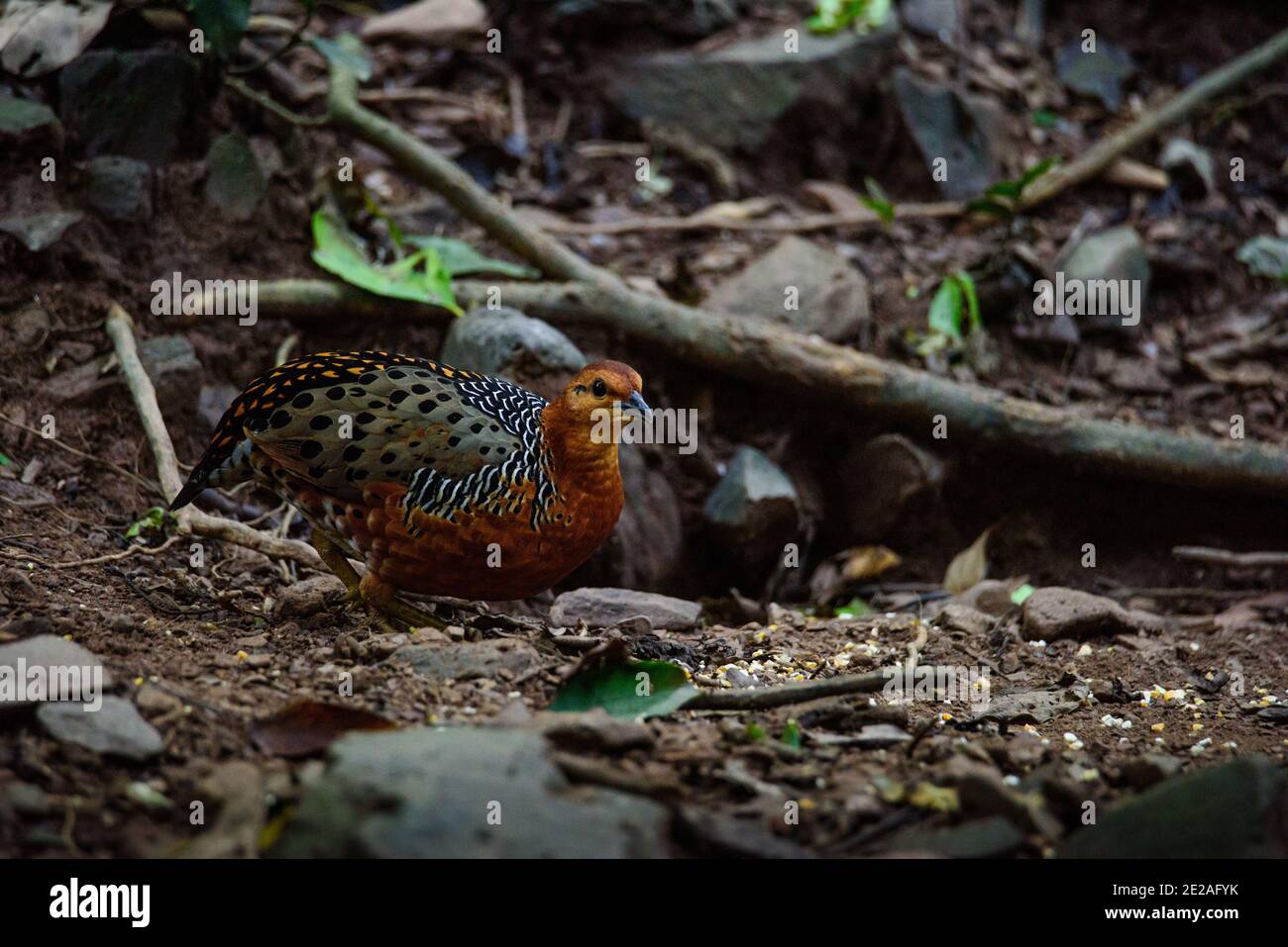Rare partridge species hi-res stock photography and images - Alamy