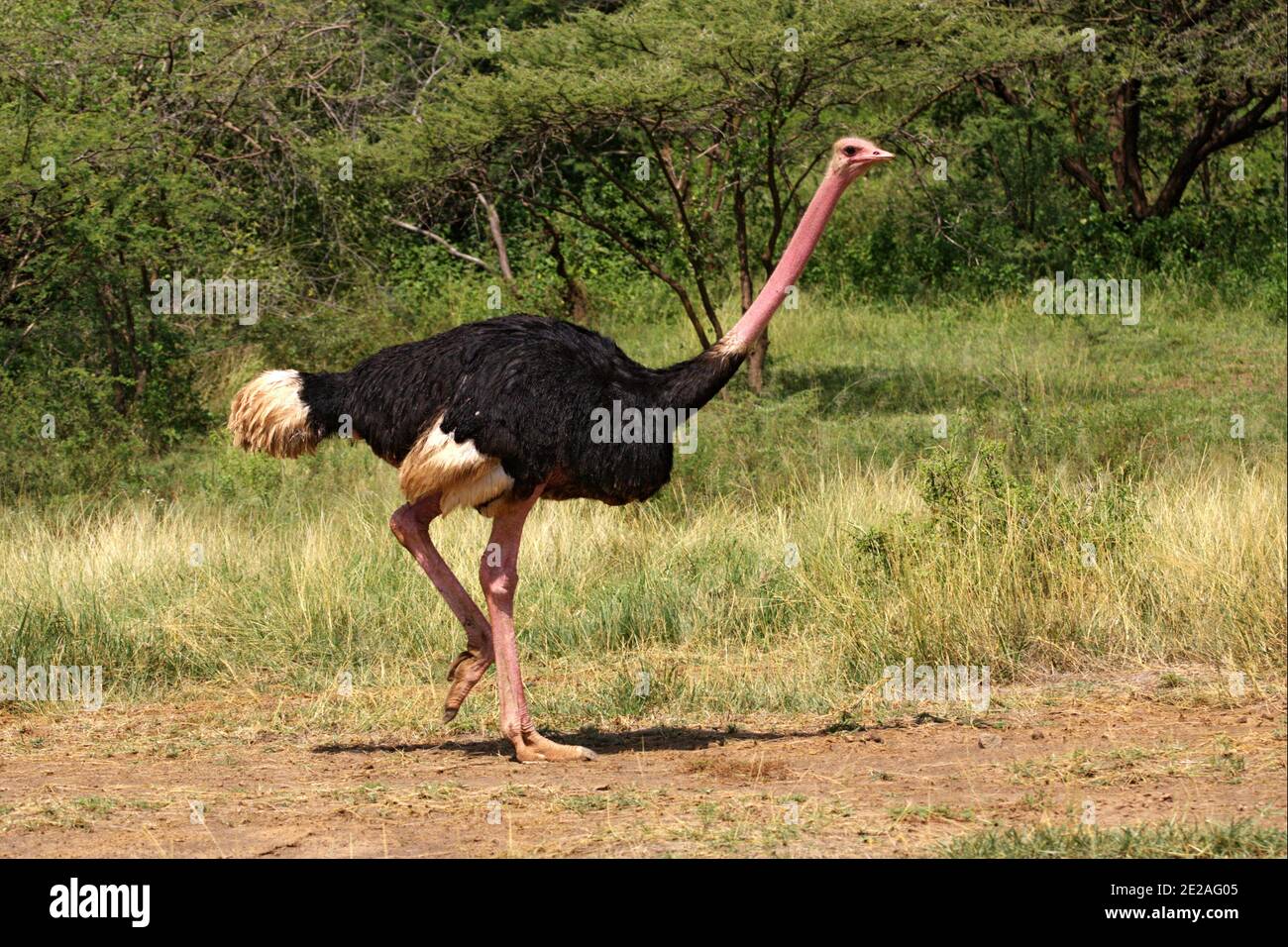 Close up full body view of a single ostrich (Struthio camelus ...