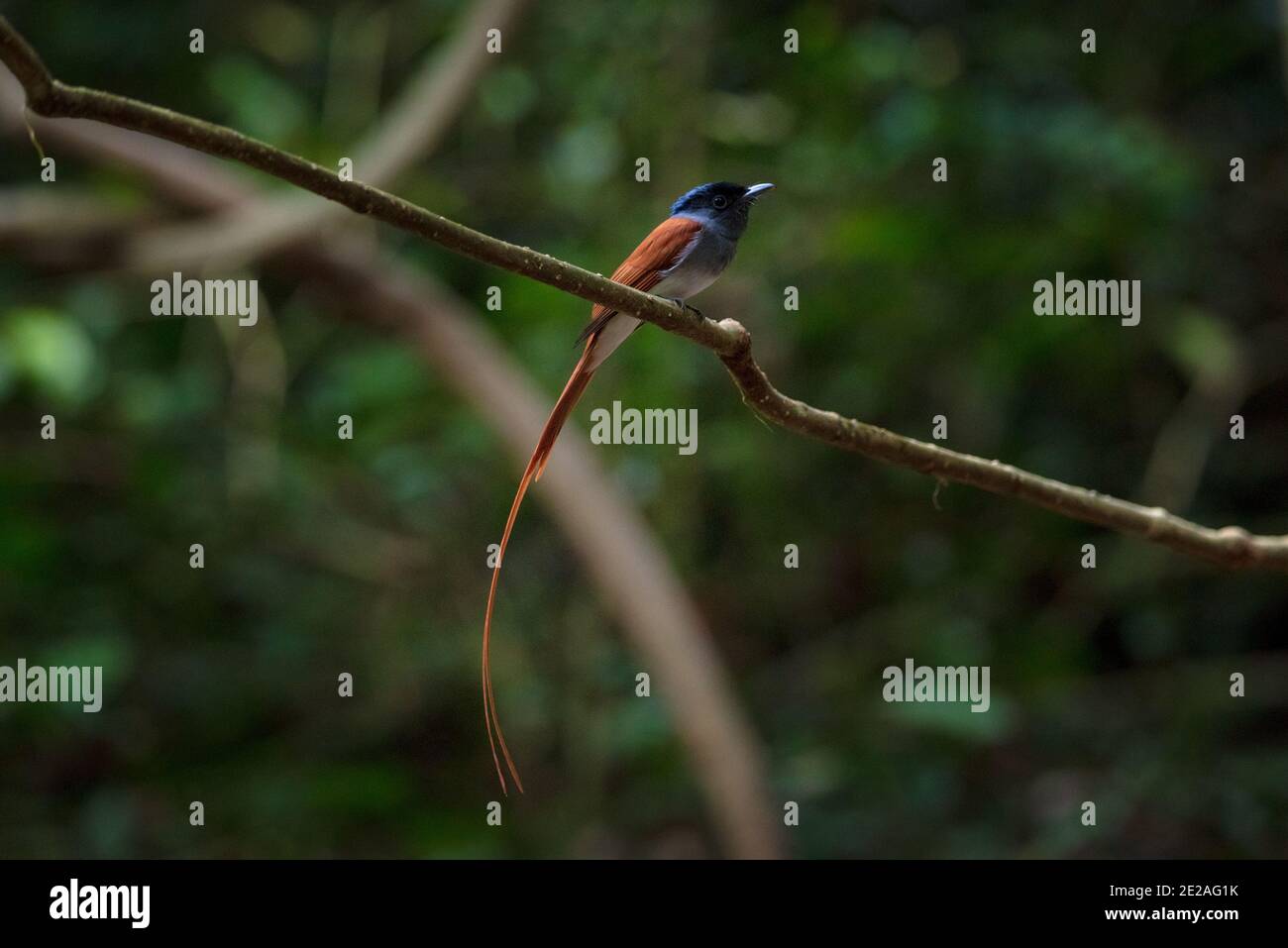 Flying flycatcher hi-res stock photography and images - Alamy