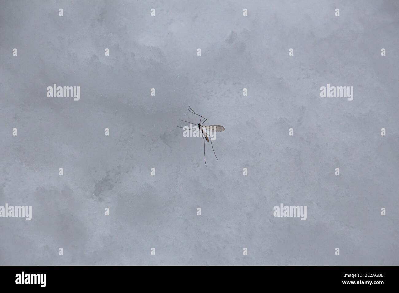 Mosquito sitting hi-res stock photography and images - Alamy