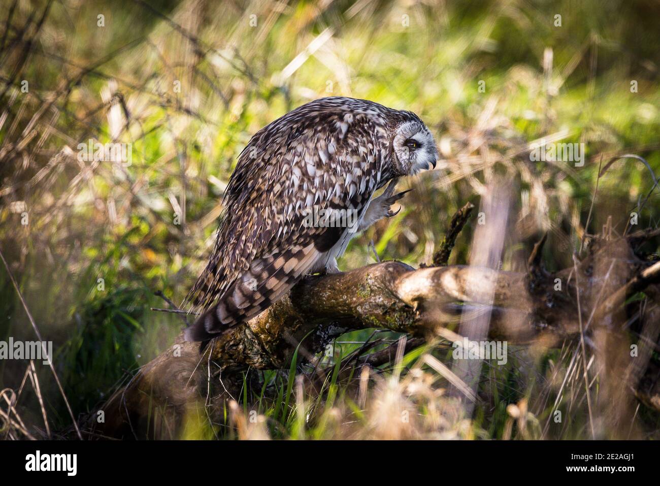 Short Eared Owl Sitting on the Ground drying itself off after a heavy ...