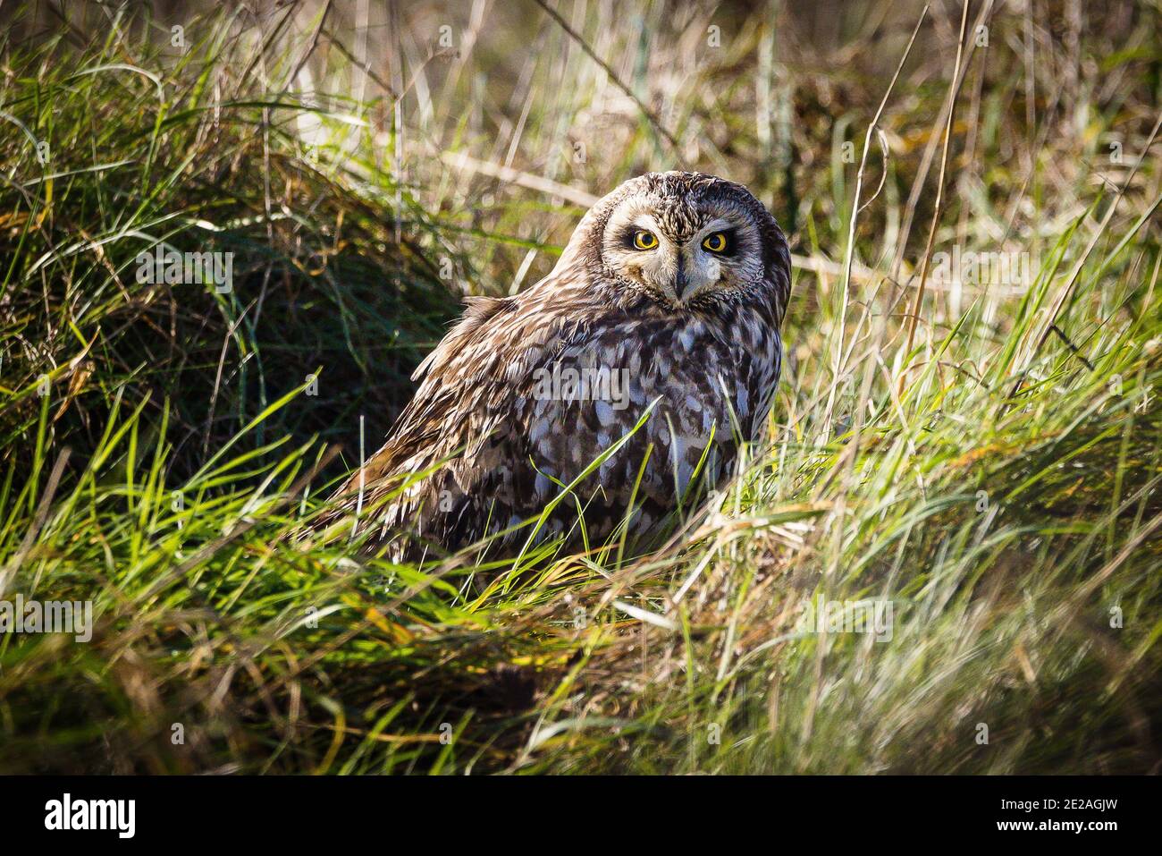 Short Eared Owl Sitting on the Ground drying itself off after a heavy ...