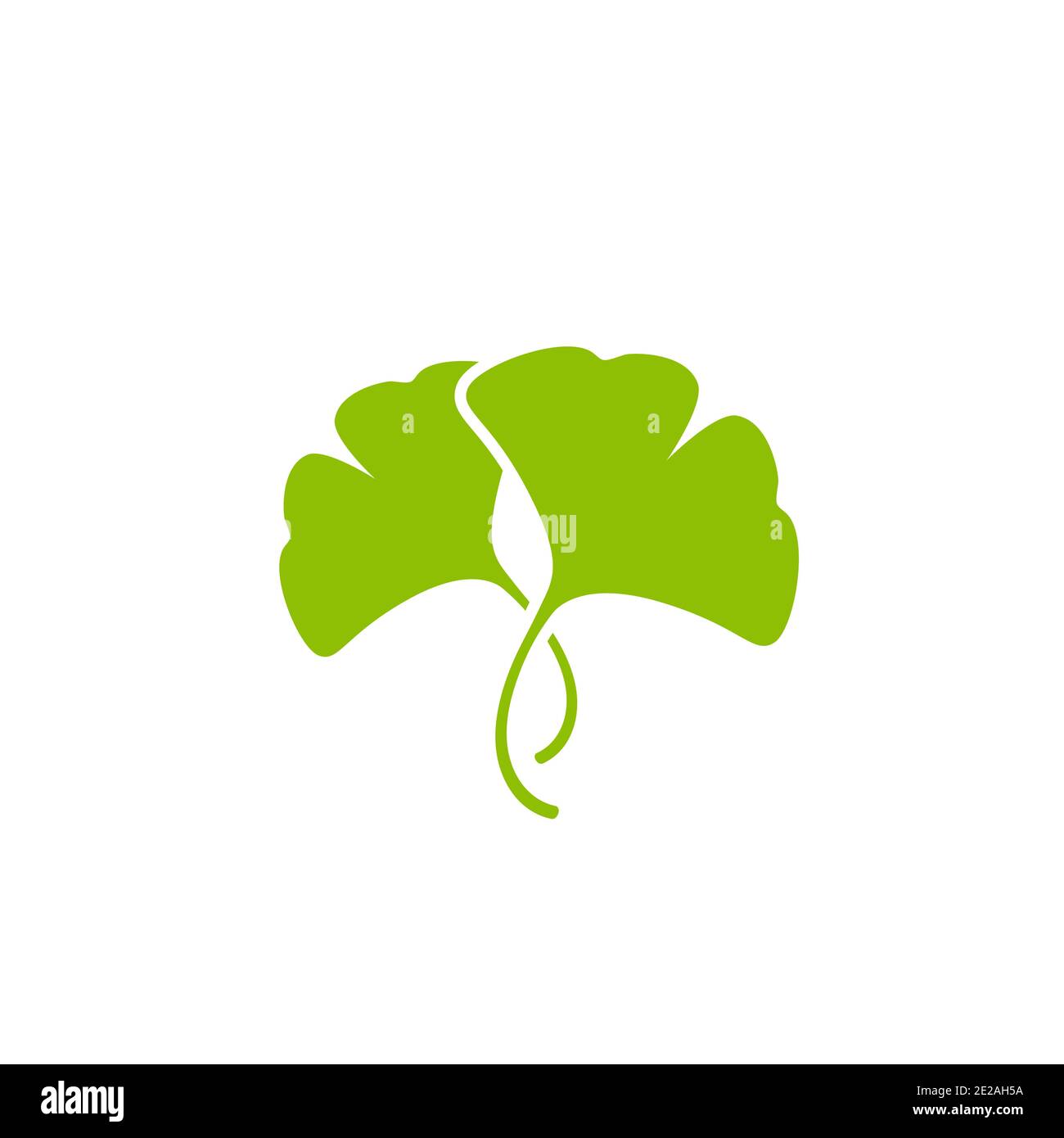 Cartoon flat green ginkgo biloba leaves isolated on white. Nature eco ...