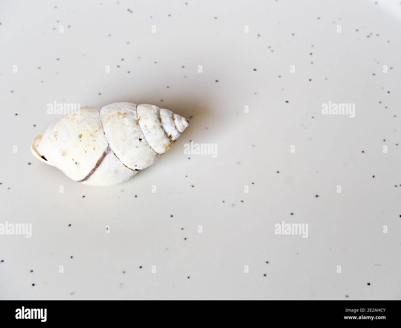 Fossil of Land snail shell Stock Photo - Alamy
