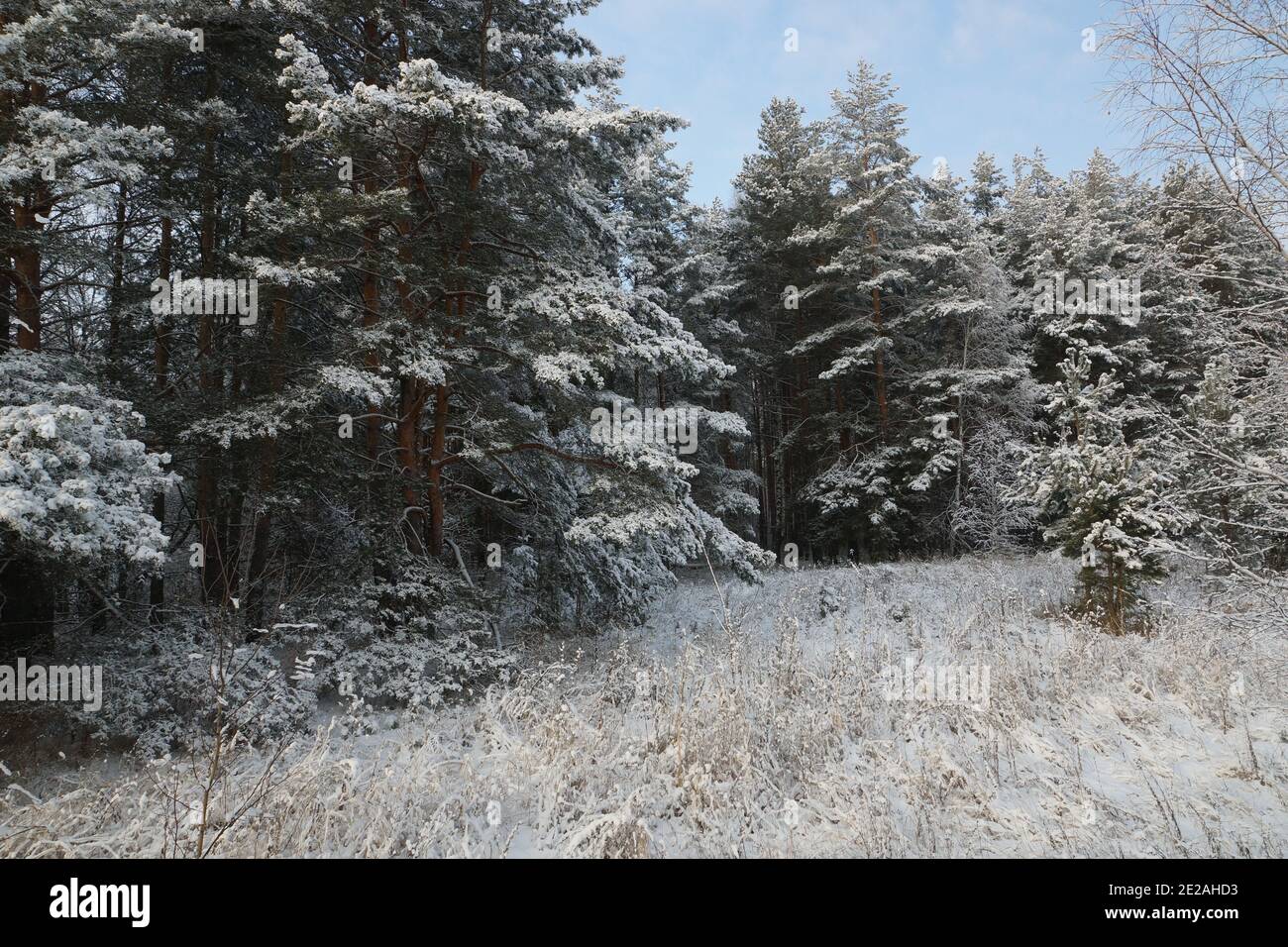Pines snow hi-res stock photography and images - Alamy